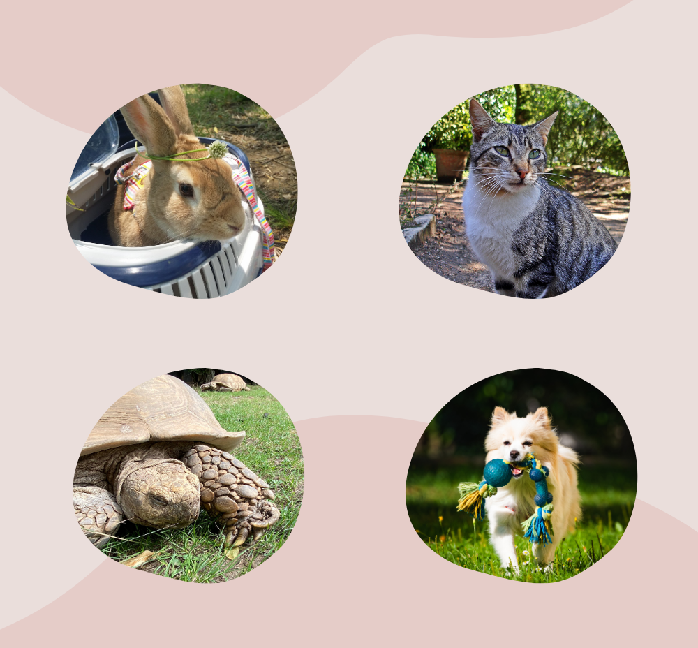 Sightseeing Sunday: Pet friendly Parks in Europe-where pets roam free ...