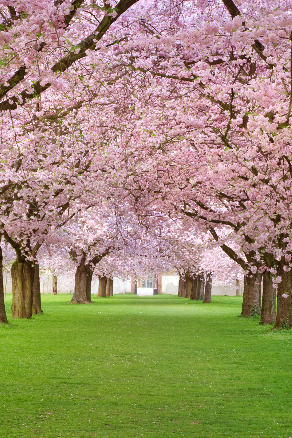 Best Places for Spring Festivals Around the World for Sightseeing – MACIJI